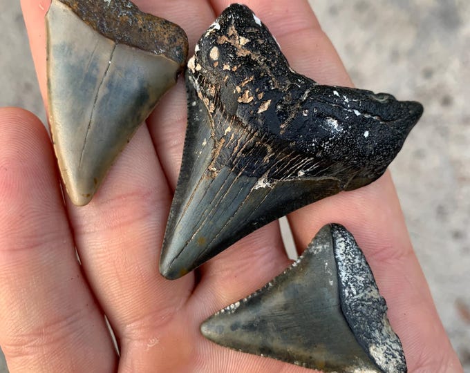5 Megalodon & 5 Mako (C. Hastalis) Shark Teeth - 10 Fossilized Shark ...