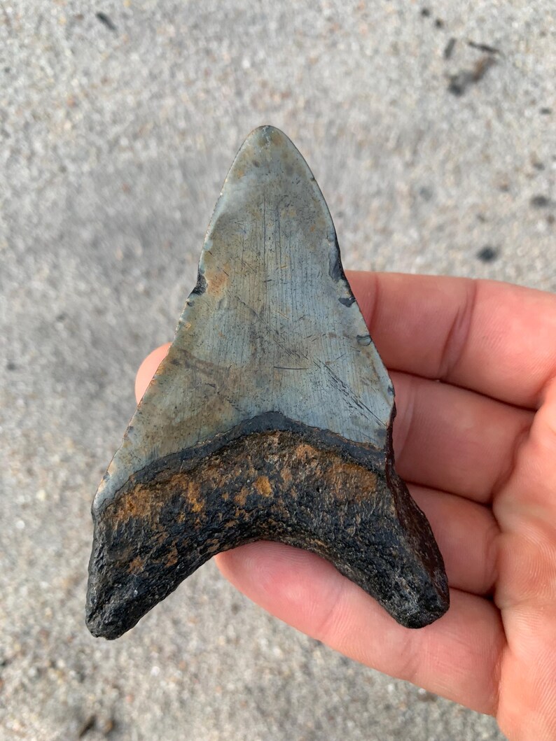 3.56 Inch Megalodon Tooth Fossil: Authentic Meg Teeth Fossils - Etsy