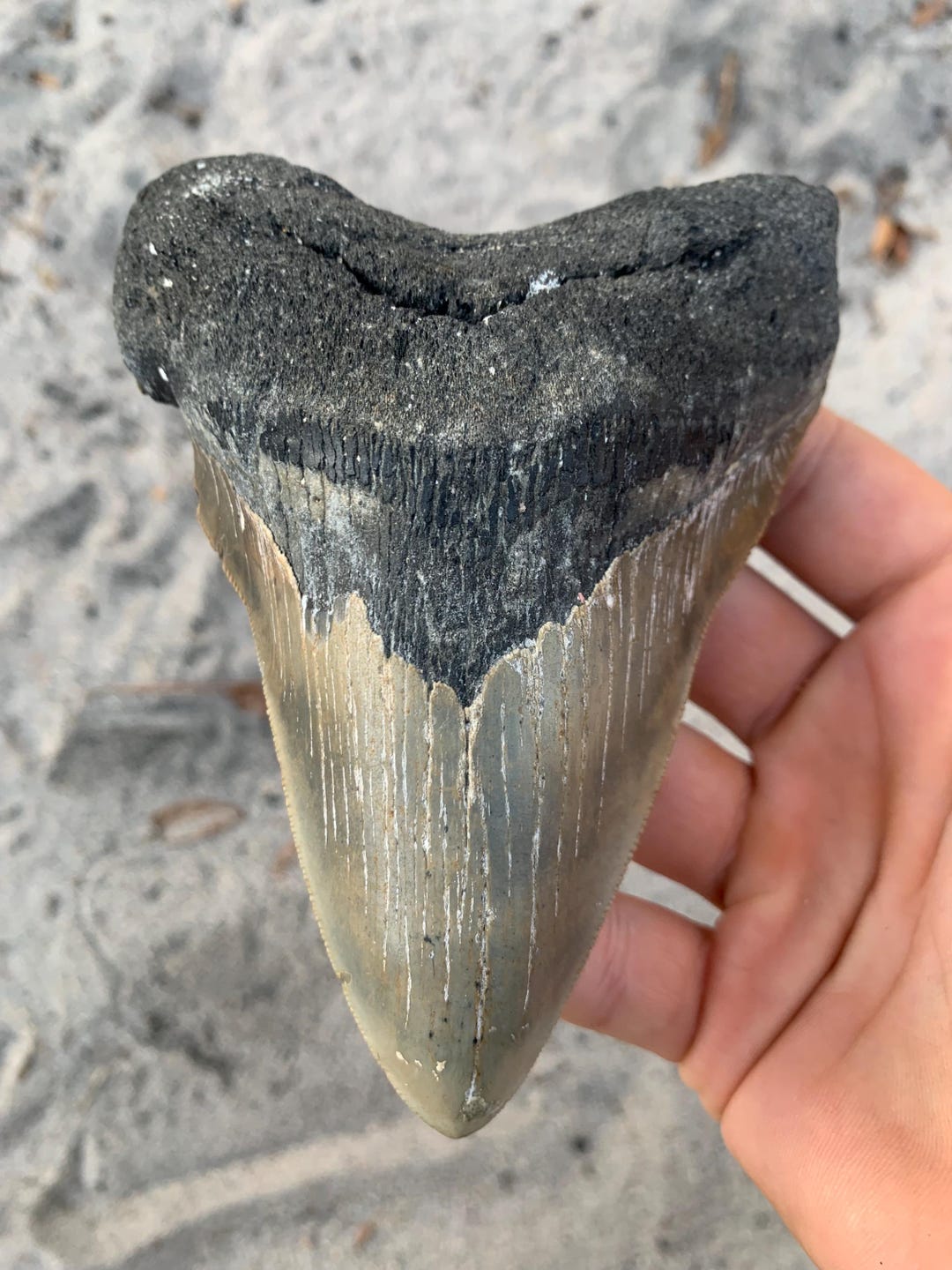 Megalodon Tooth - 5.3 Inches. Real Fossil Megalodon Shark Tooth ...