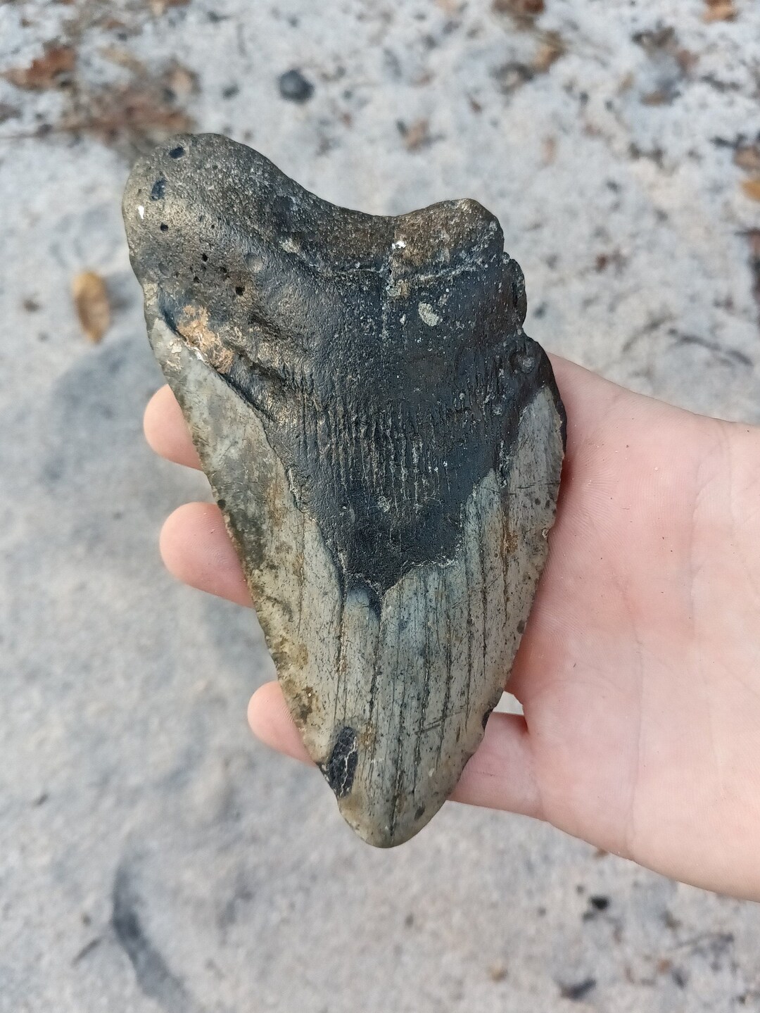 Megalodon Tooth - 5.76 Inches. Real Fossil Megalodon Shark Tooth ...