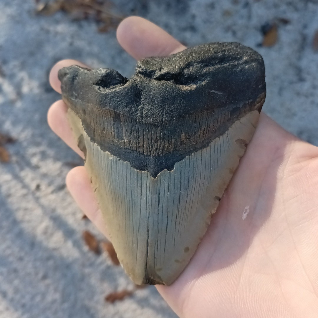 Megalodon Tooth - 4.41 Inches. Real Fossil Megalodon Shark Tooth ...