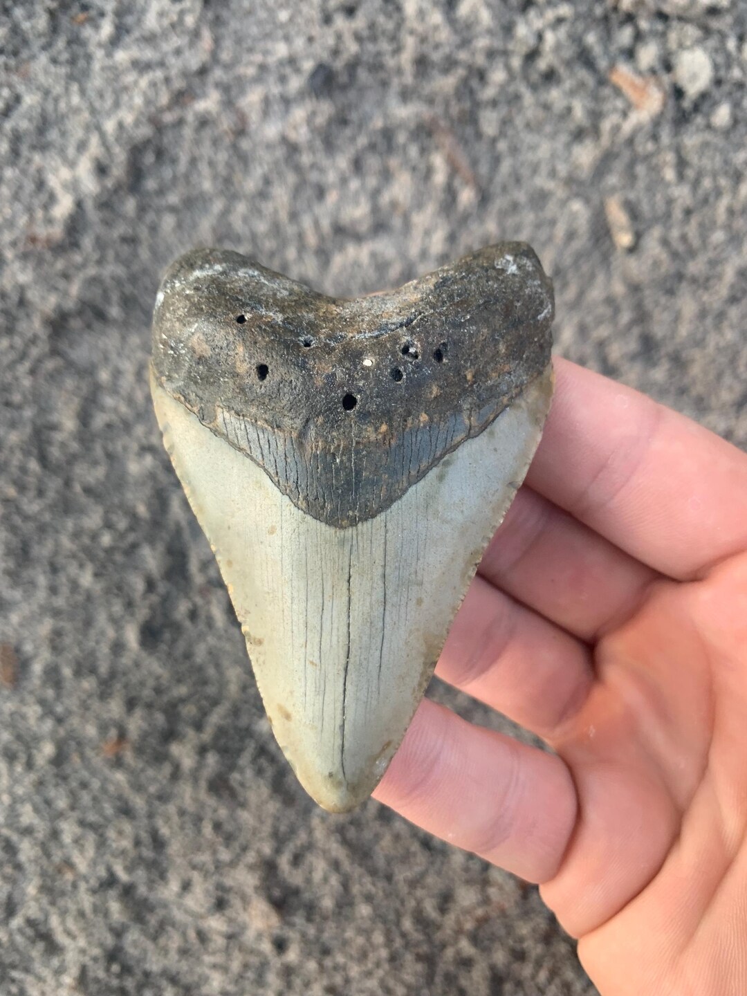 Megalodon Tooth 3.39 Inches. Real Fossil Megalodon Shark Tooth ...