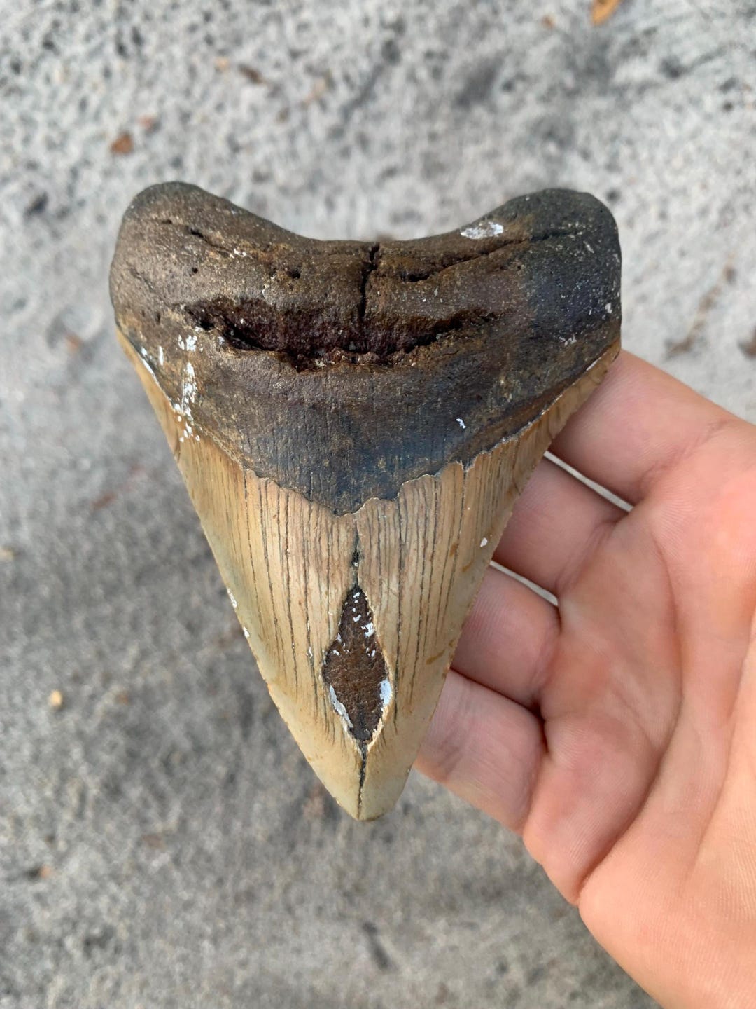 Megalodon Tooth - 4.8 Inches. Real Fossil Megalodon Shark Tooth ...