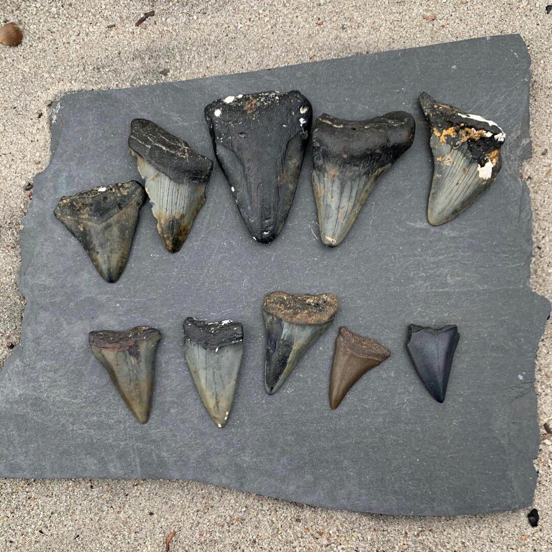 5 Megalodon & 5 Mako (C. Hastalis) Shark Teeth - 10 Fossilized Shark ...
