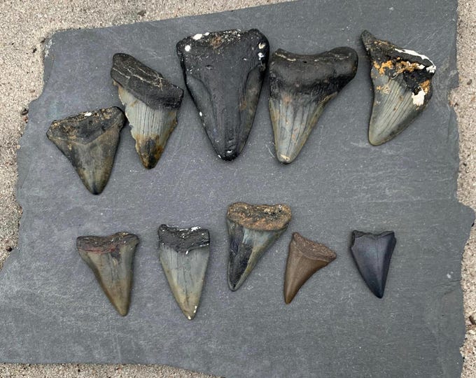 5 Megalodon & 5 Mako (C. Hastalis) Shark Teeth - 10 Fossilized Shark ...