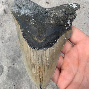 Megalodon Tooth 5.77 Inches Real Otodus Megalodon, Authentic Shark ...