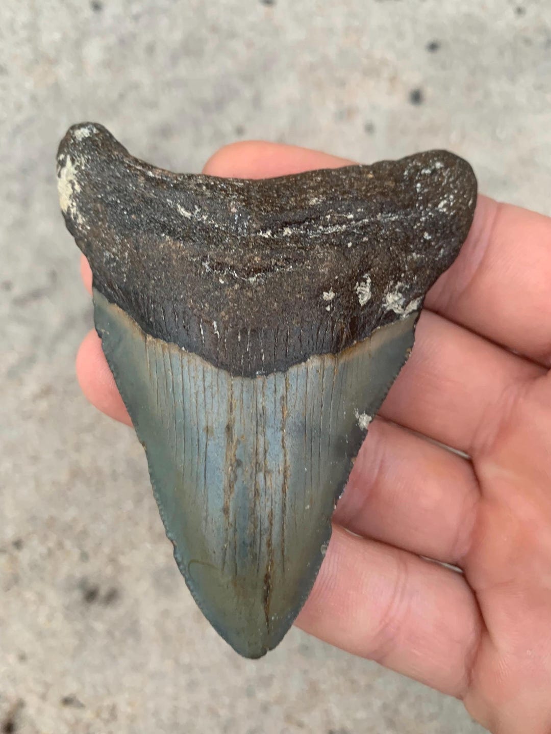 Megalodon Tooth - 3.55 Inches. Real Fossil Megalodon Shark Tooth ...