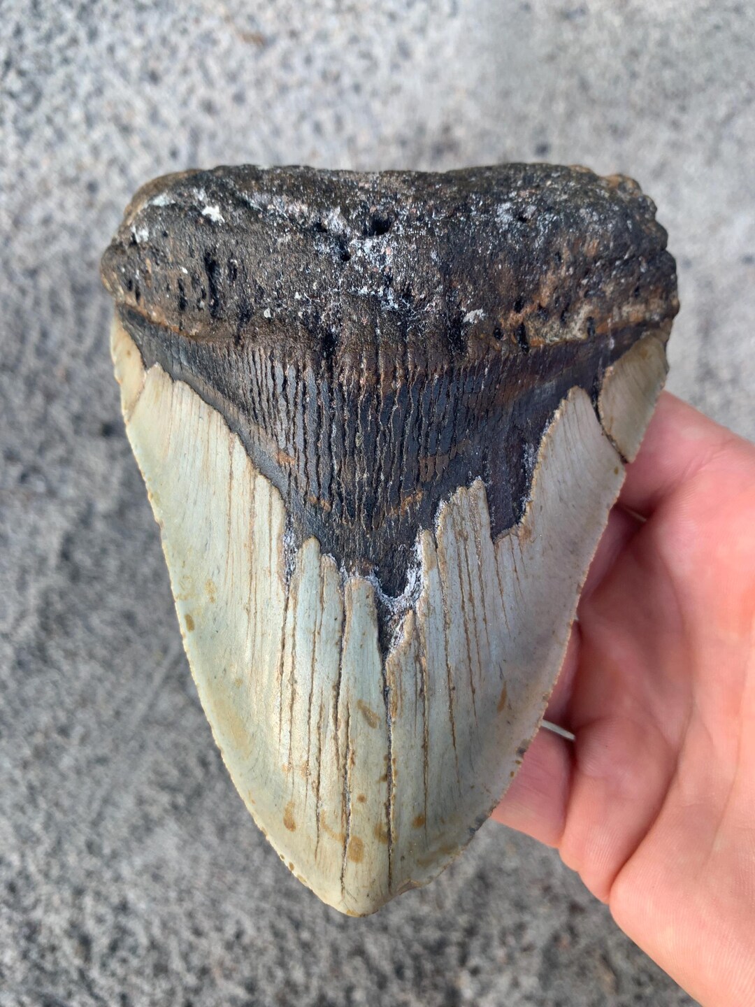 Megalodon Tooth - 5.68 Inches. Real Fossil Megalodon Shark Tooth ...