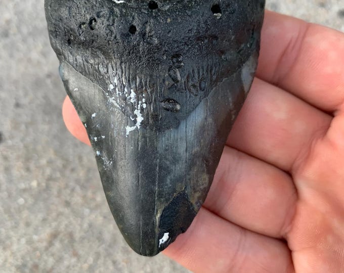 Megalodon Tooth - 3.09 Inches. Real Fossil Megalodon Shark Tooth ...