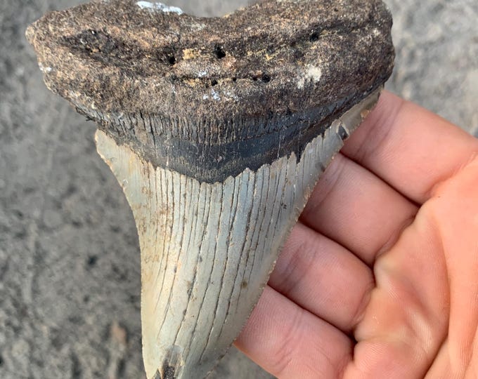 Megalodon Tooth - 4.65 Inches. Real Fossil Megalodon Shark Tooth ...