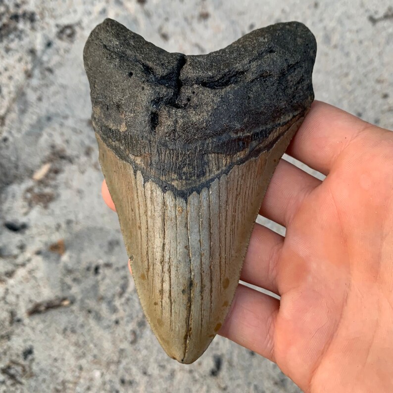 Megalodon Tooth 5.0 Inches. Real Fossil Megalodon Shark Tooth ...