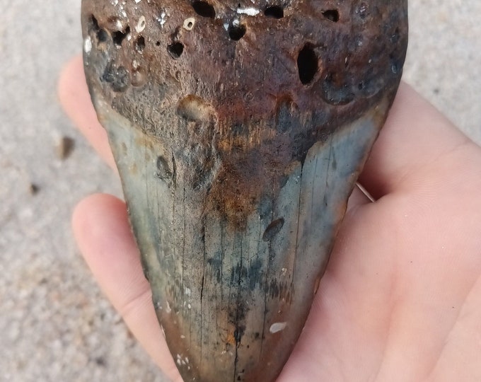 Megalodon Tooth 4.15 Inches. Real Fossil Megalodon Shark Tooth ...