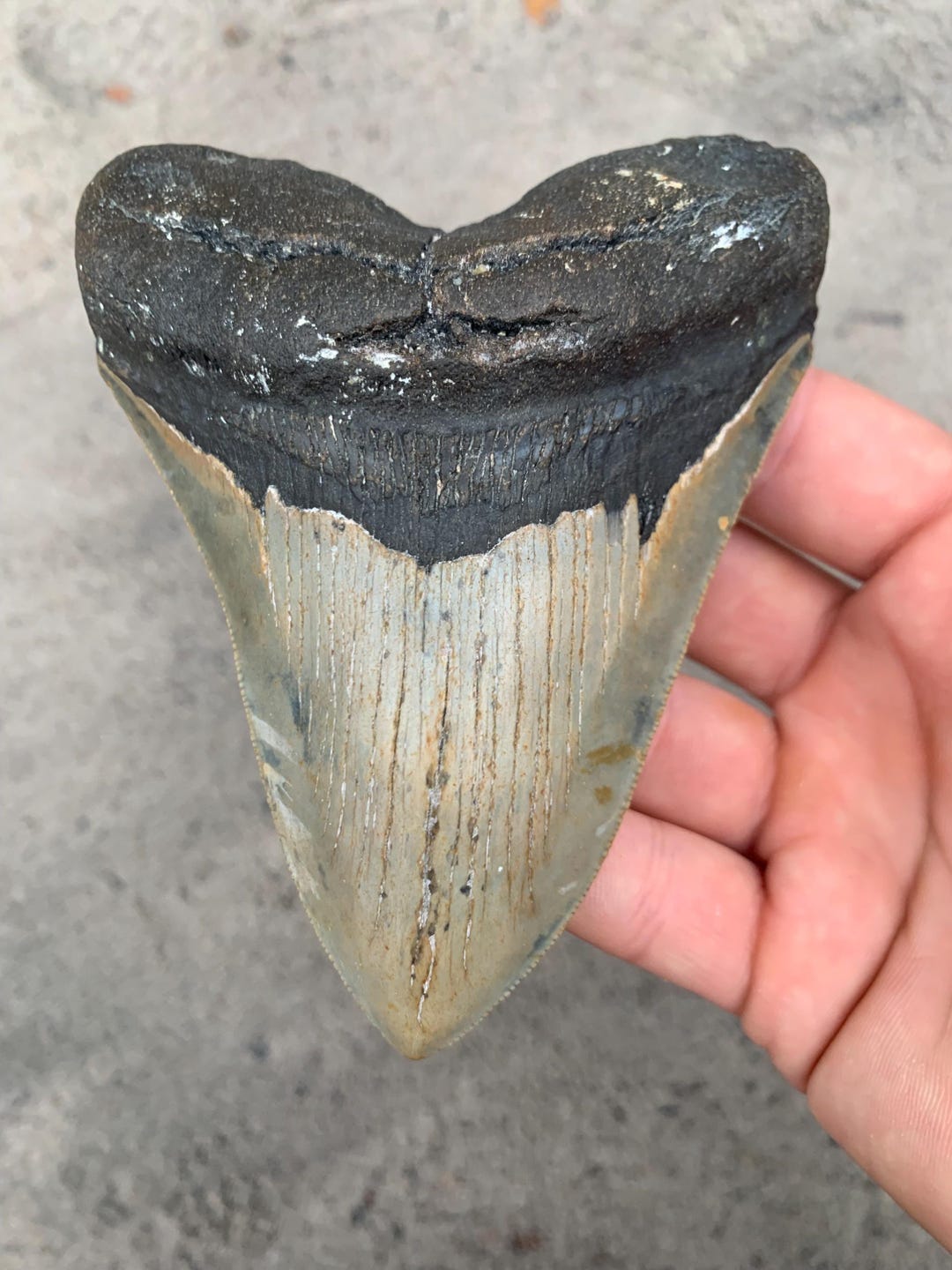 Megalodon Tooth - 4.87 Inches. Real Fossil Megalodon Shark Tooth ...