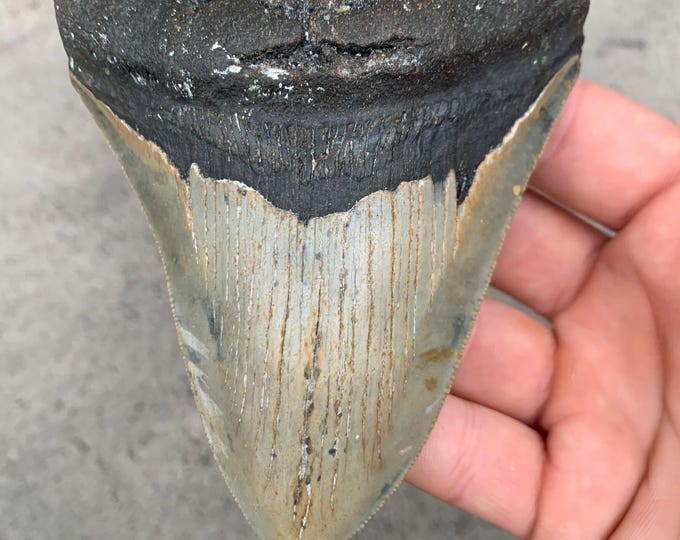 Megalodon Tooth - 4.87 Inches. Real Fossil Megalodon Shark Tooth ...