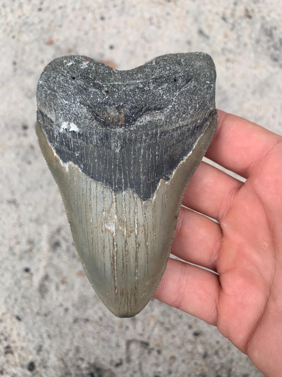 Megalodon Tooth - 4.69 Inches. Real Fossil Megalodon Shark Tooth ...