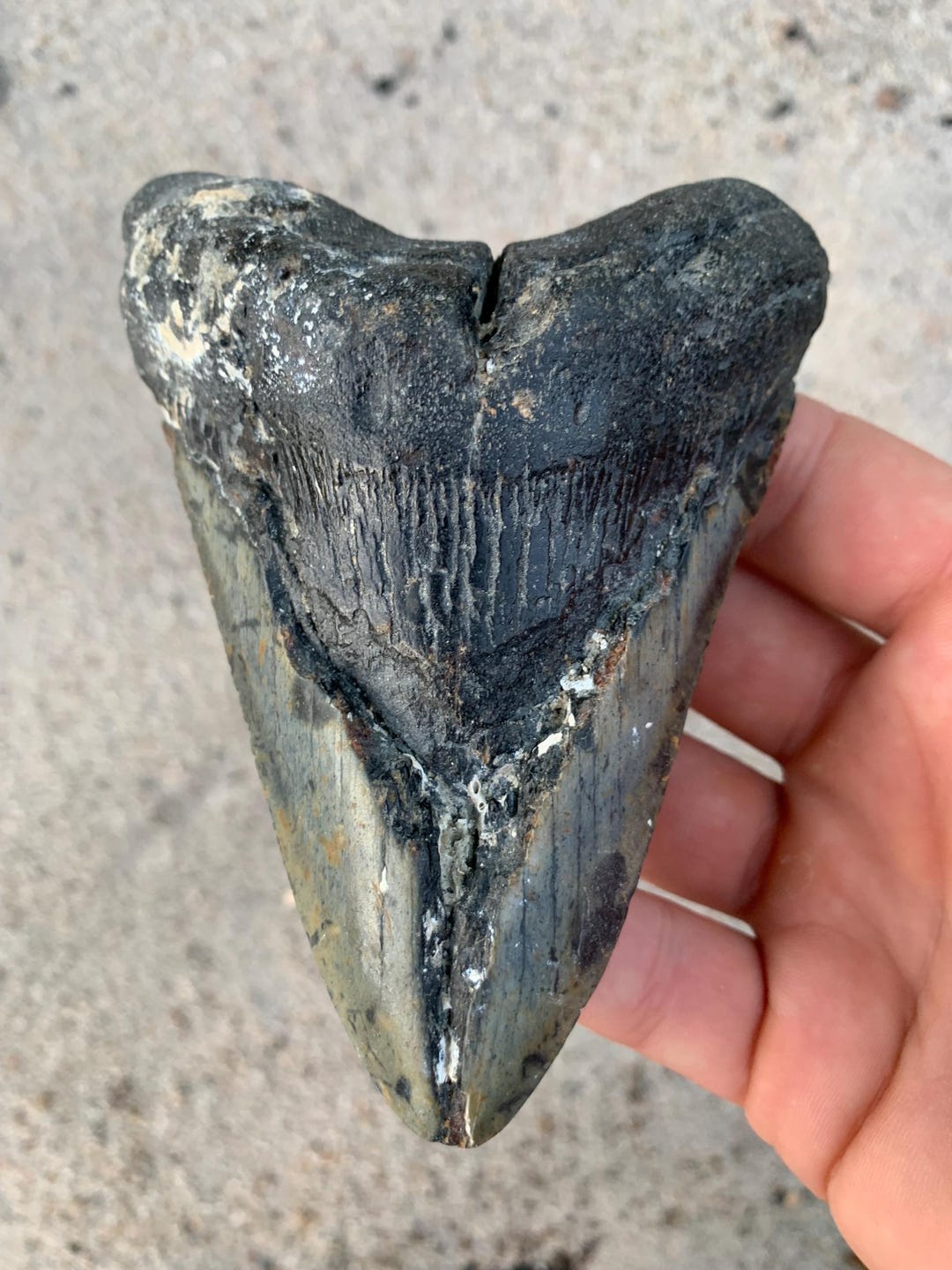 Megalodon Tooth - 5.12 Inches. Real Fossil Megalodon Shark Tooth ...