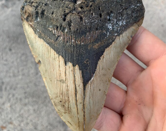 Megalodon Tooth - 4.78 Inches. Real Fossil Megalodon Shark Tooth ...