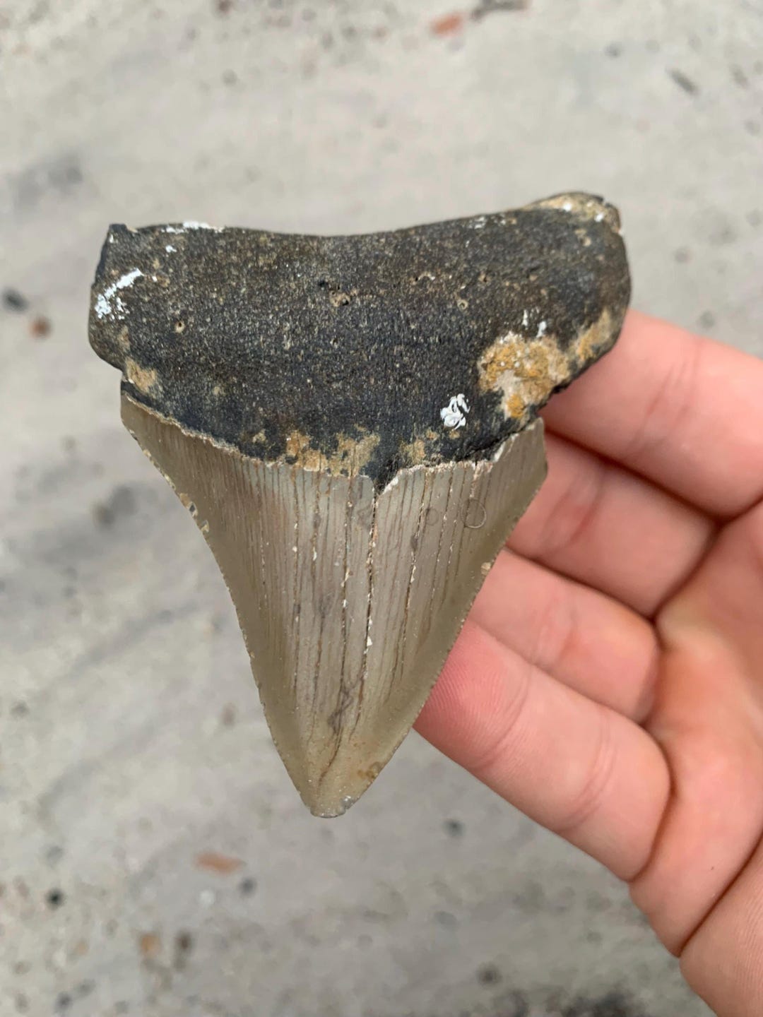 Megalodon Tooth - 3.53 Inches. Real Fossil Megalodon Shark Tooth ...