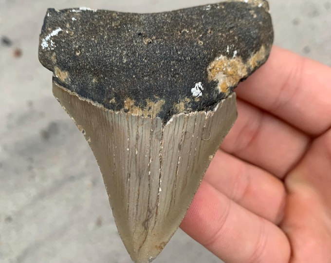 Megalodon Tooth - 3.45 Inches. Real Fossil Megalodon Shark Tooth ...