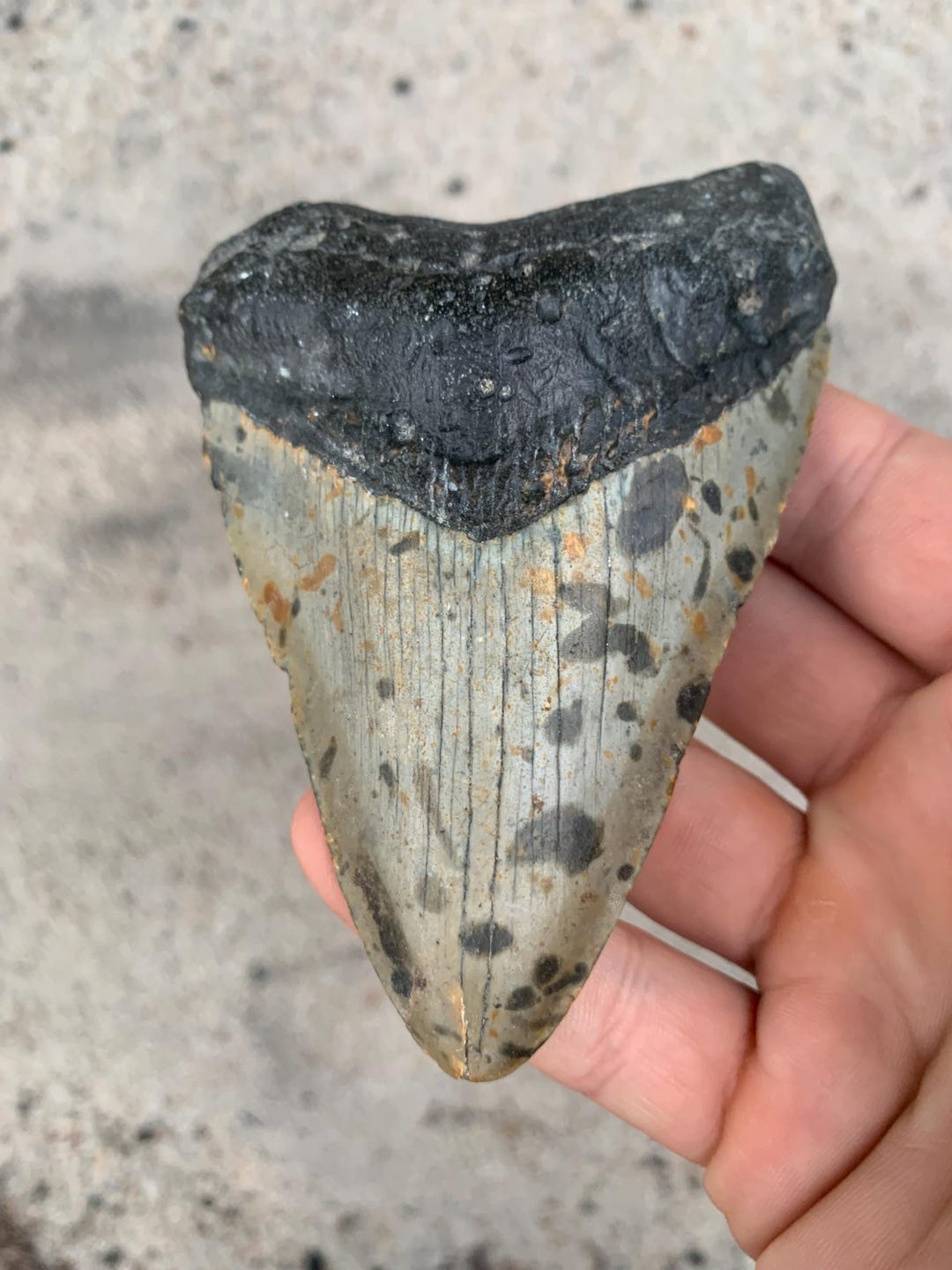 Megalodon Tooth - 4.51 Inches. Real Fossil Megalodon Shark Tooth ...