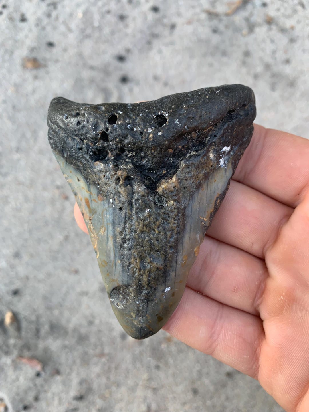 Megalodon Tooth - 3.61 Inches. Real Fossil Megalodon Shark Tooth ...