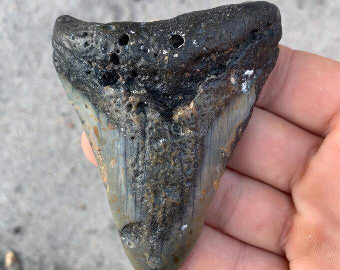 Megalodon Tooth - 3.61 Inches. Real Fossil Megalodon Shark Tooth ...