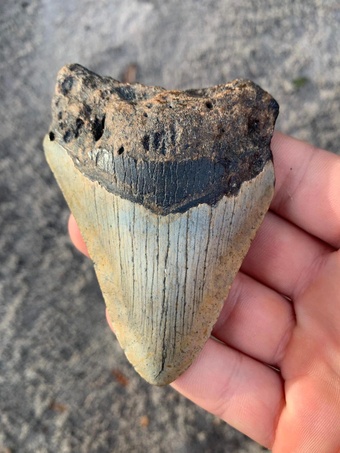 Megalodon Tooth - 3.76 Inches. Real Fossil Megalodon Shark Tooth ...