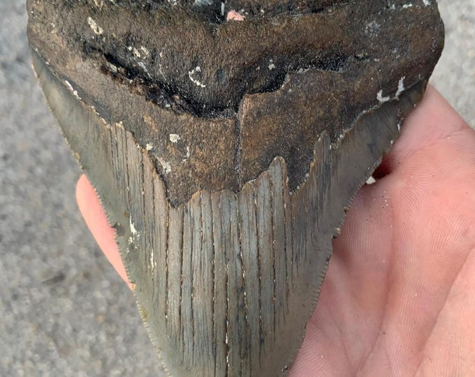 Megalodon Tooth - 4.78 Inches. Real Fossil Megalodon Shark Tooth ...