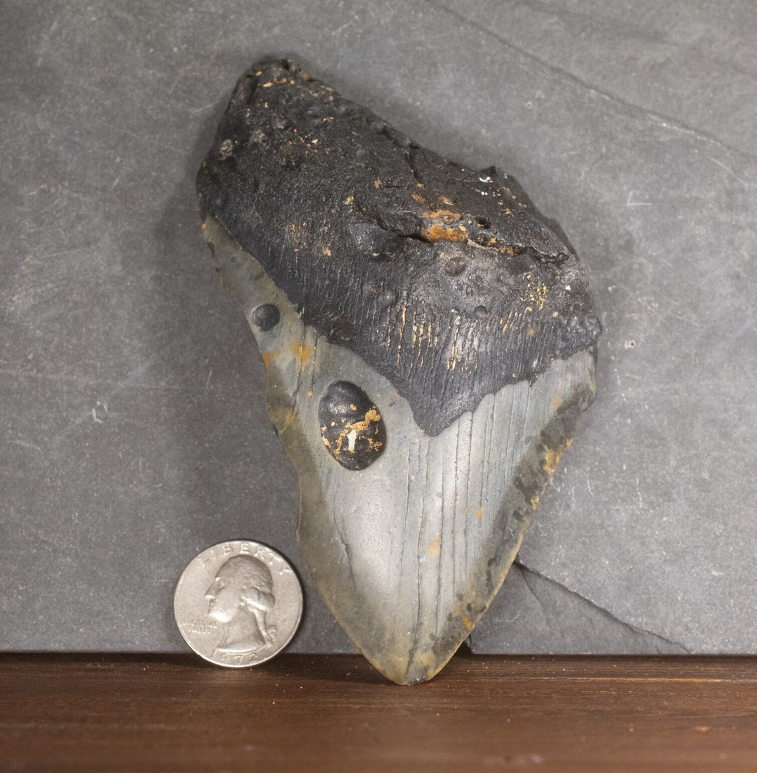 Megalodon Tooth - 4.88 Inches. Real Fossil Megalodon Shark Tooth ...
