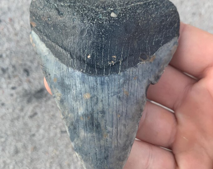 Megalodon Tooth - 4.12 Inches. Real Fossil Megalodon Shark Tooth ...