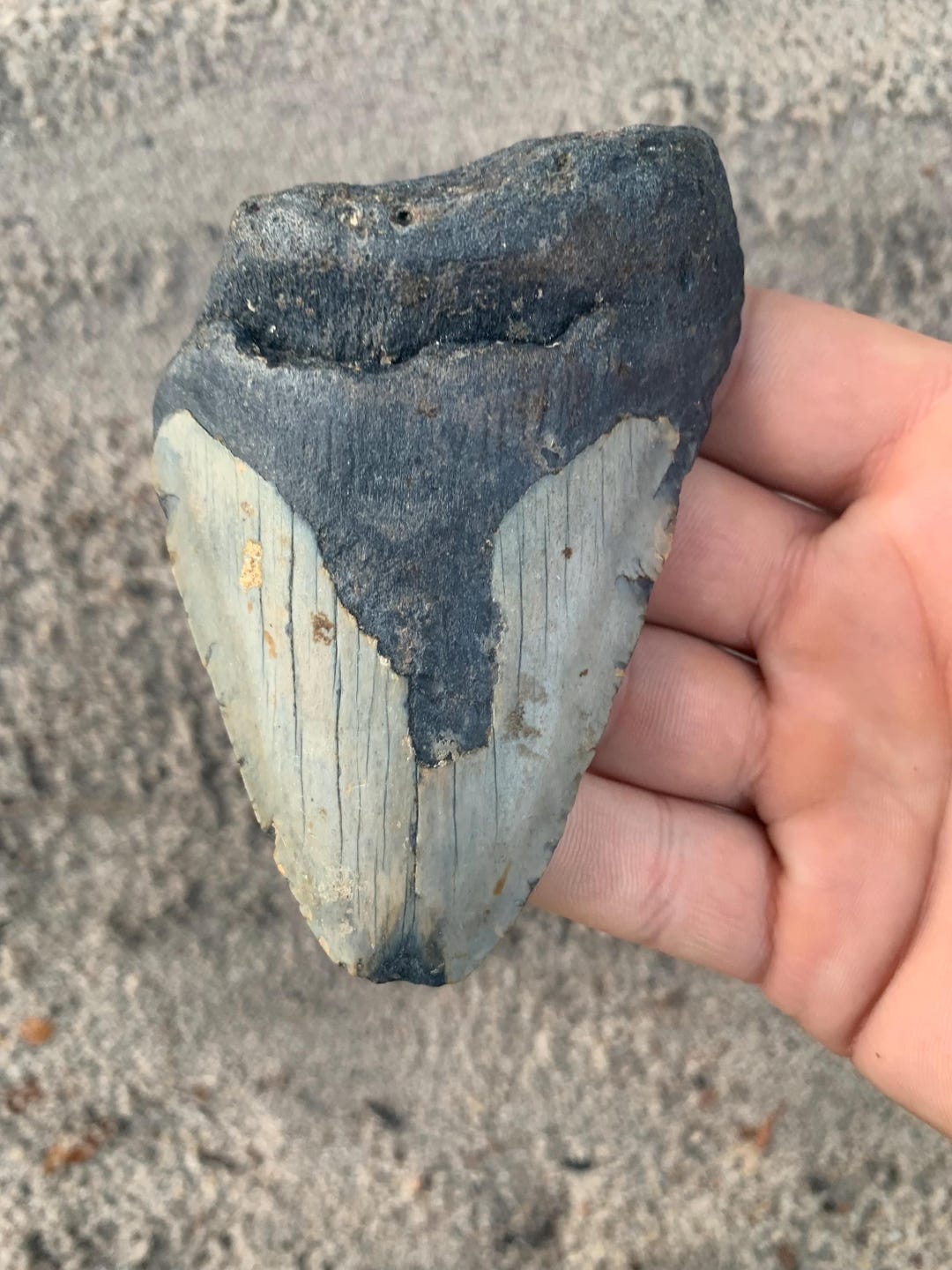 Megalodon Tooth - 4.04 Inches. Real Fossil Megalodon Shark Tooth ...