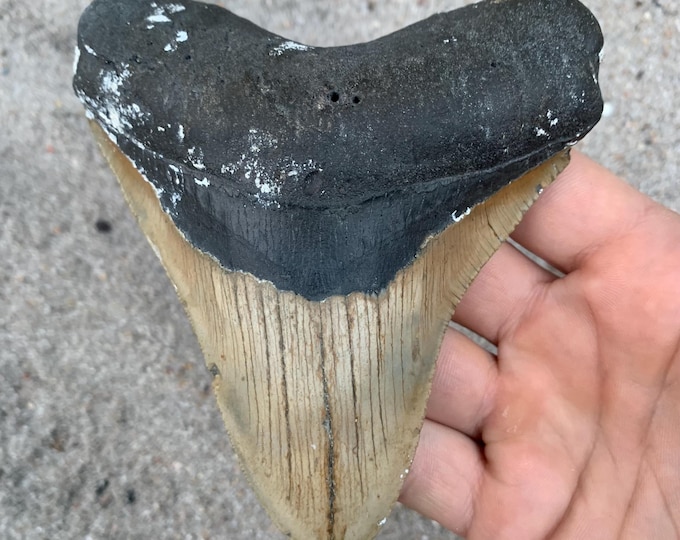 Megalodon Tooth - 5.03 Inches. Real Fossil Megalodon Shark Tooth ...