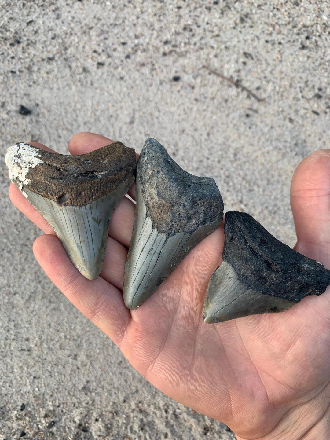 3 Megalodon Shark Teeth - Real Fossil Megalodon Shark Tooth, Authentic ...