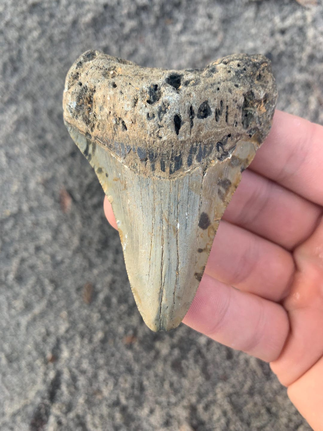 Megalodon Tooth - 3.32 Inches. Real Fossil Megalodon Shark Tooth ...