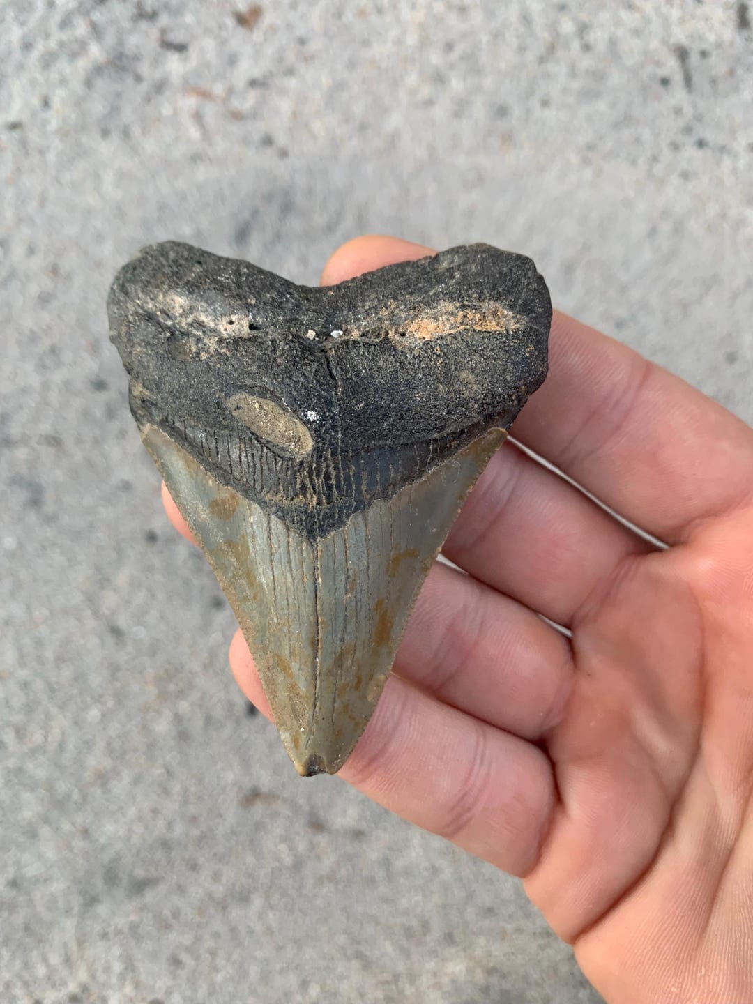 Megalodon Tooth - 3.3 Inches. Real Fossil Megalodon Shark Tooth ...