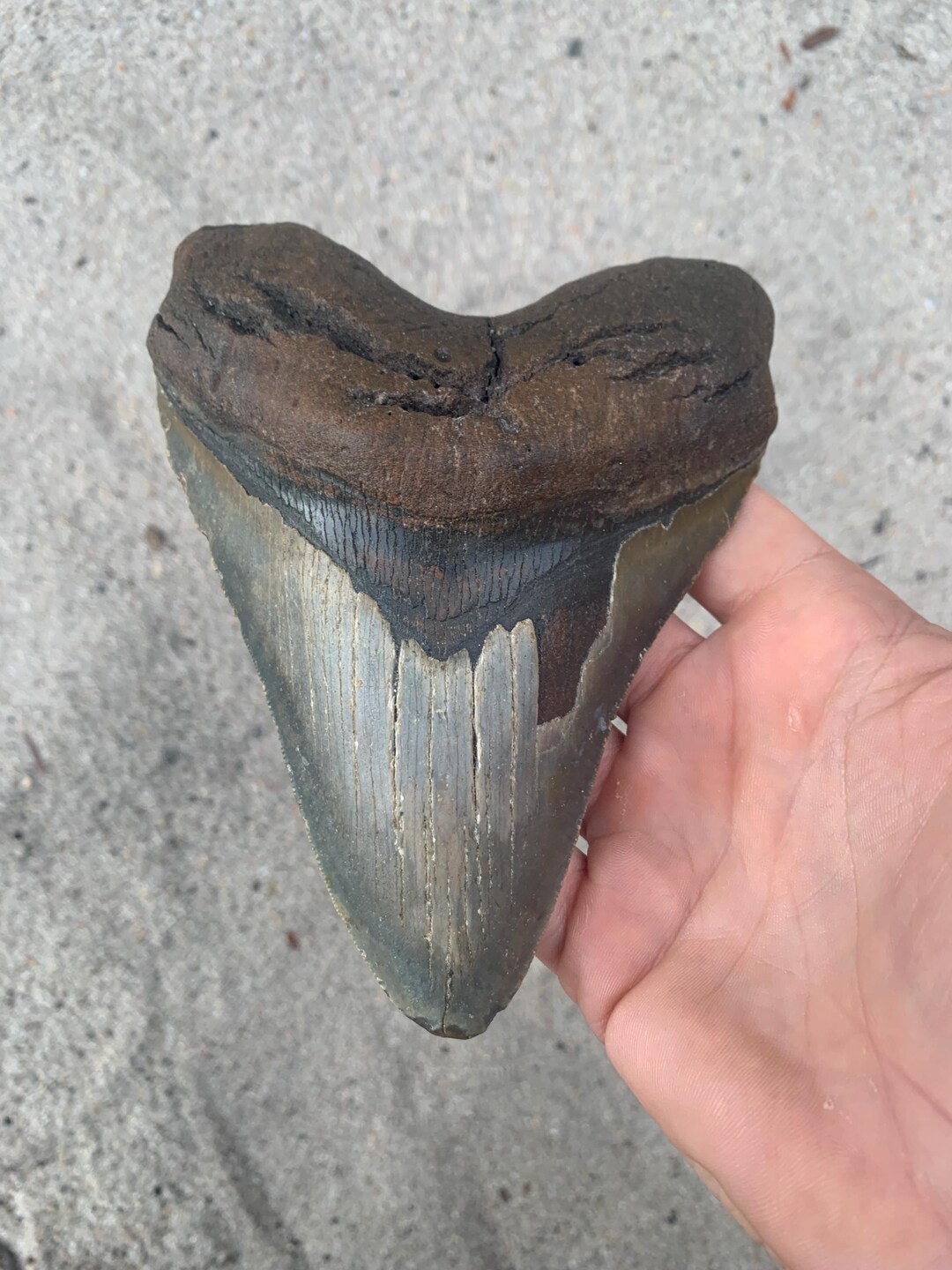 6.03 Inch Megalodon Shark Tooth Fossil – Authentic, No Repair Meg Teeth ...