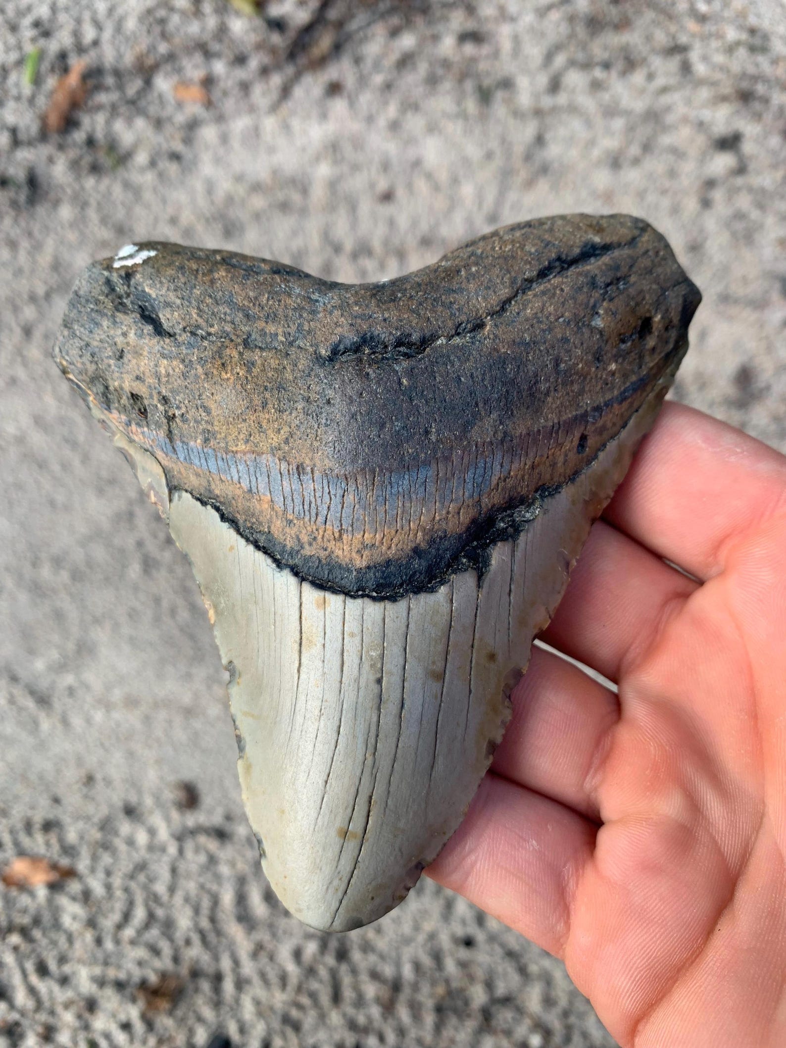 Megalodon Tooth 4.58 Inches. Real Fossil Megalodon Shark Tooth ...