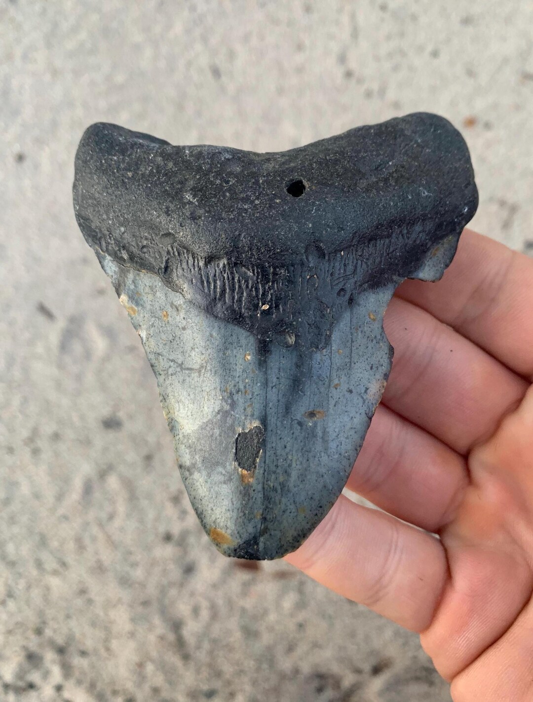 Megalodon Tooth - 3.77 Inches. Real Fossil Megalodon Shark Tooth ...