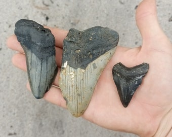 3 Megalodon Shark Teeth - Real Fossil Megalodon Shark Tooth, Authentic ...