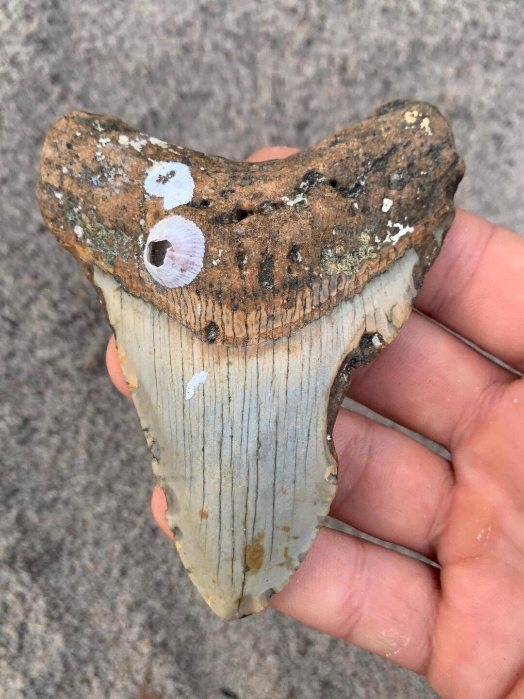 Megalodon Tooth - 3.97 Inches. Real Fossil Megalodon Shark Tooth ...