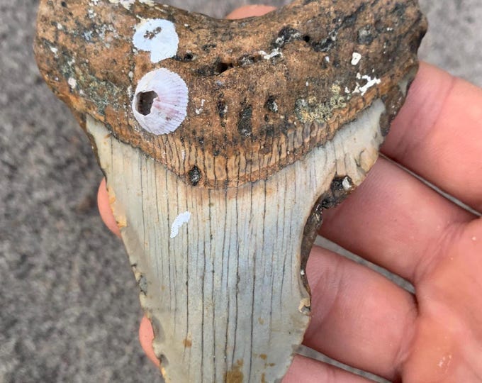 Megalodon Tooth - 3.97 Inches. Real Fossil Megalodon Shark Tooth ...