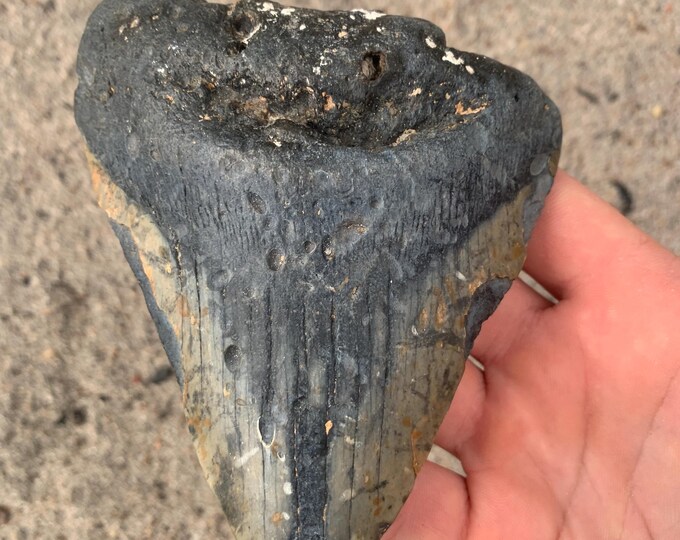 Megalodon Tooth - 5.0 Inches. Real Fossil Megalodon Shark Tooth ...