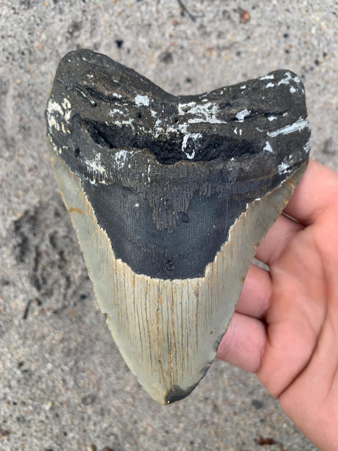 Megalodon Tooth - 5.16 Inches. Real Fossil Megalodon Shark Tooth ...