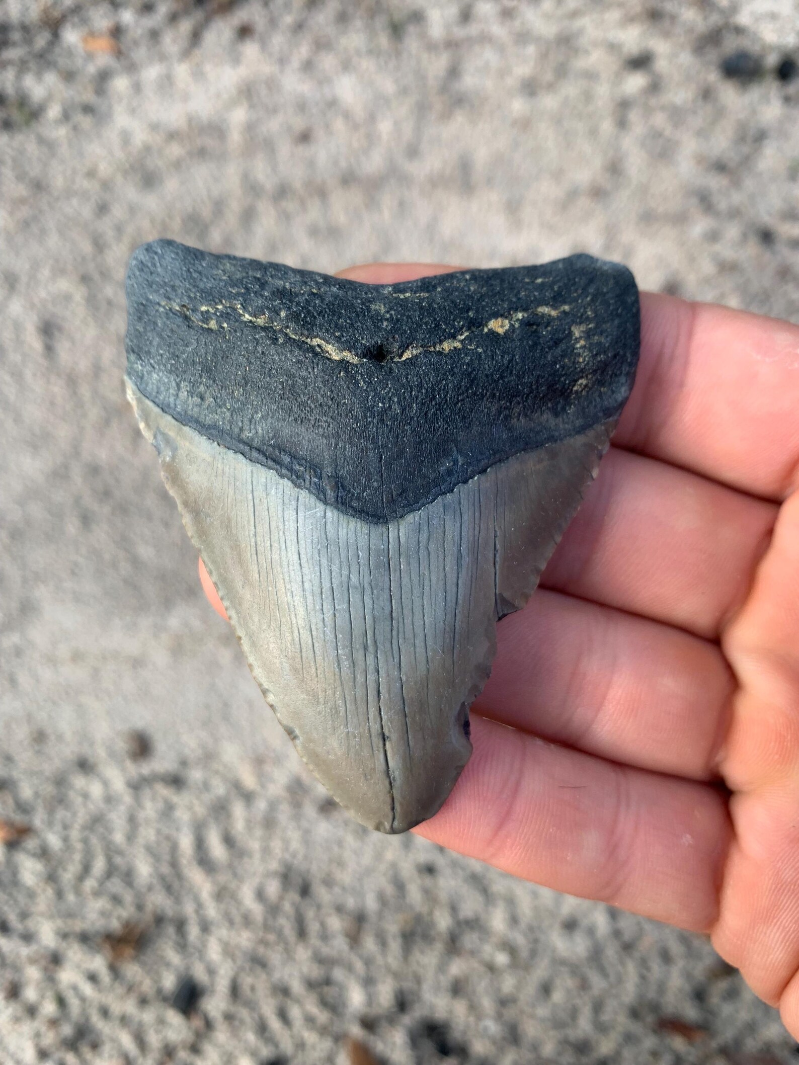 Megalodon Tooth 3.13 Inches. Real Fossil Megalodon Shark Tooth ...