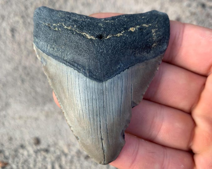 Megalodon Tooth - 3.13 Inches. Real Fossil Megalodon Shark Tooth ...