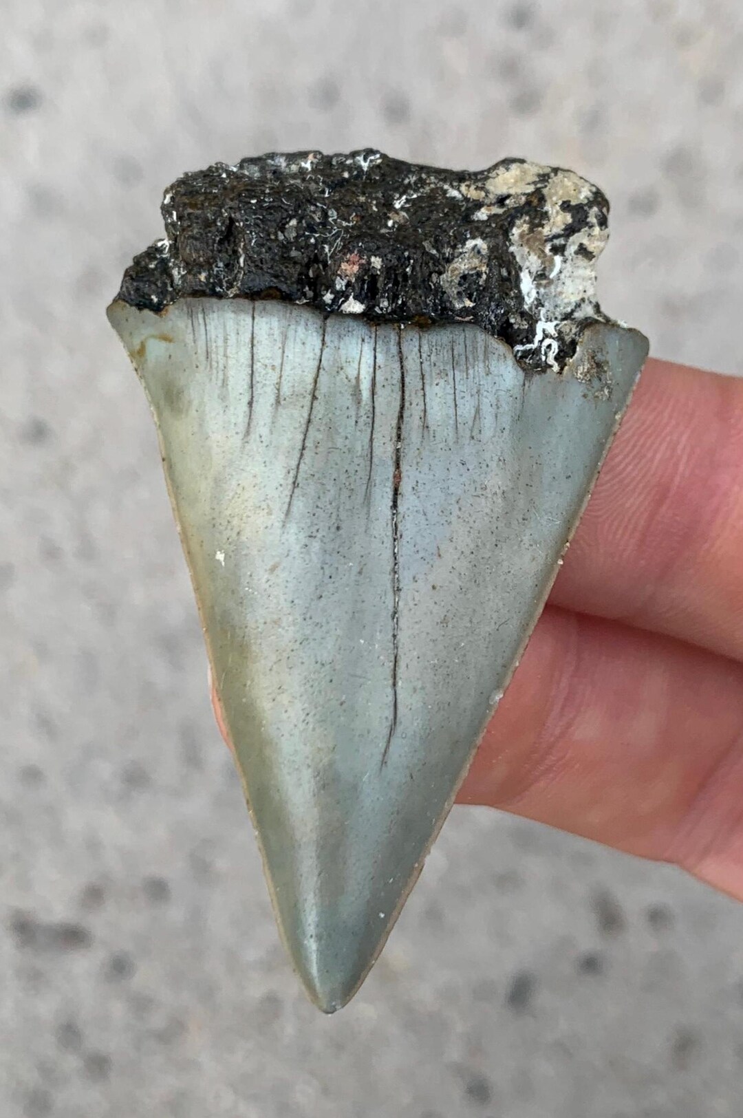 C. Hastalis Mako Fossil Shark Tooth - 2.22 Inches, Huge Fossilized Mako ...