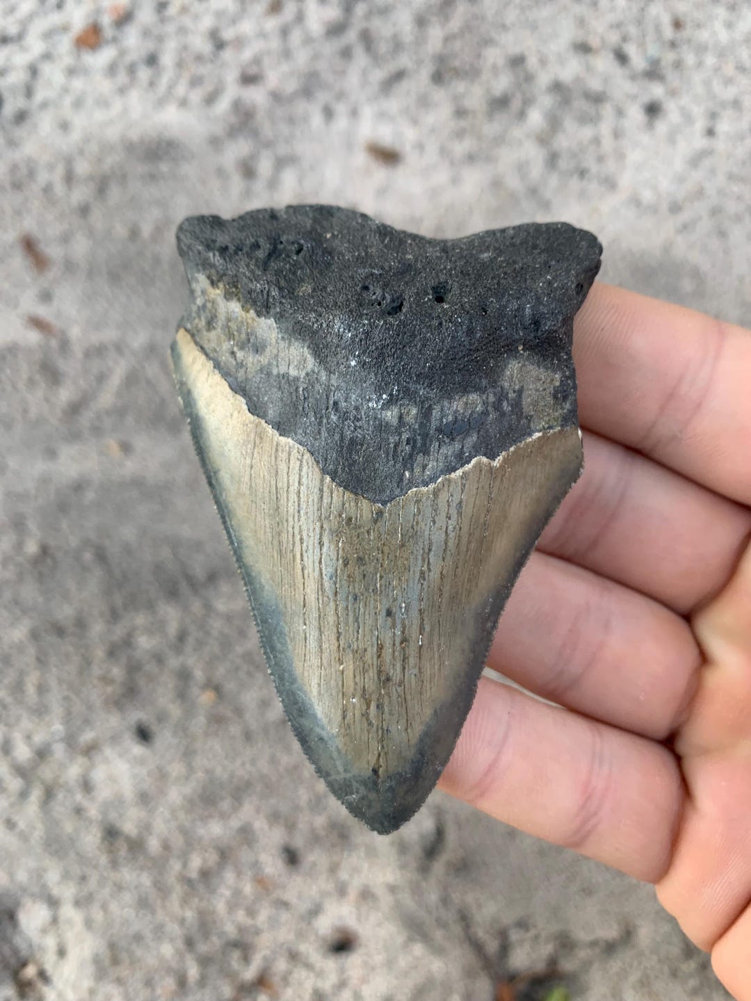 Megalodon Tooth - 3.5 Inches. Real Fossil Megalodon Shark Tooth ...