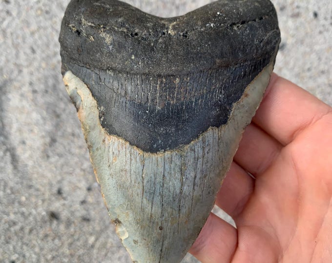 4.98 Inch Megalodon Shark Tooth Fossil – Authentic, No Repair Meg Teeth ...