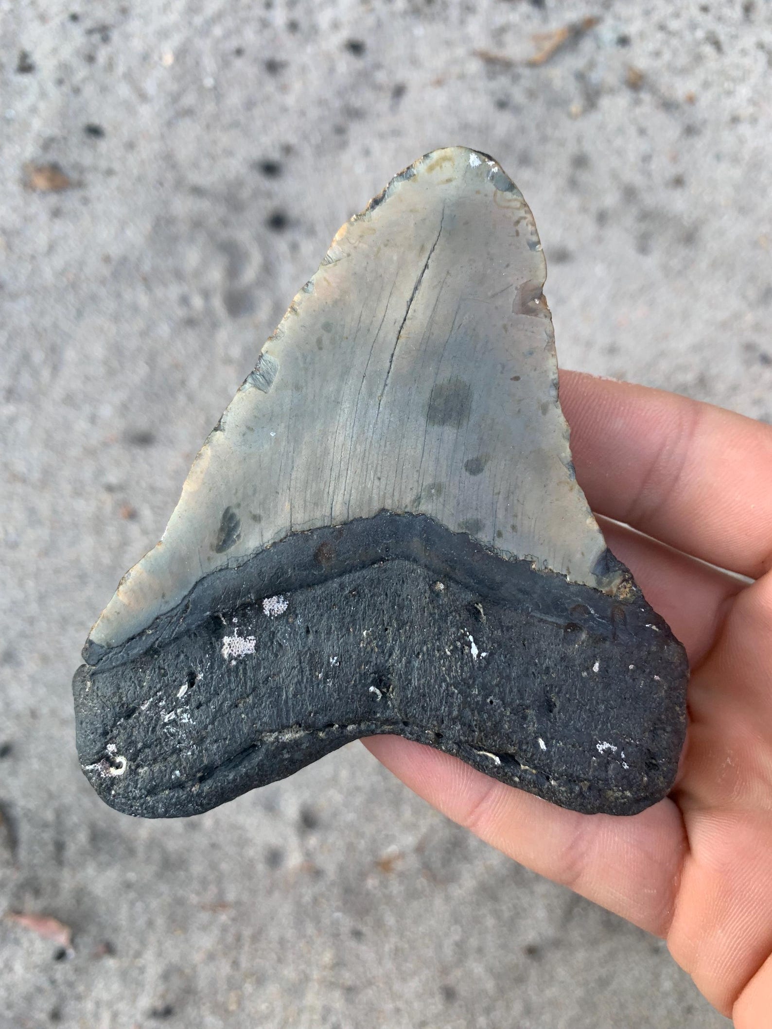 Megalodon Tooth - 4.2 Inches. Real Fossil Megalodon Shark Tooth ...