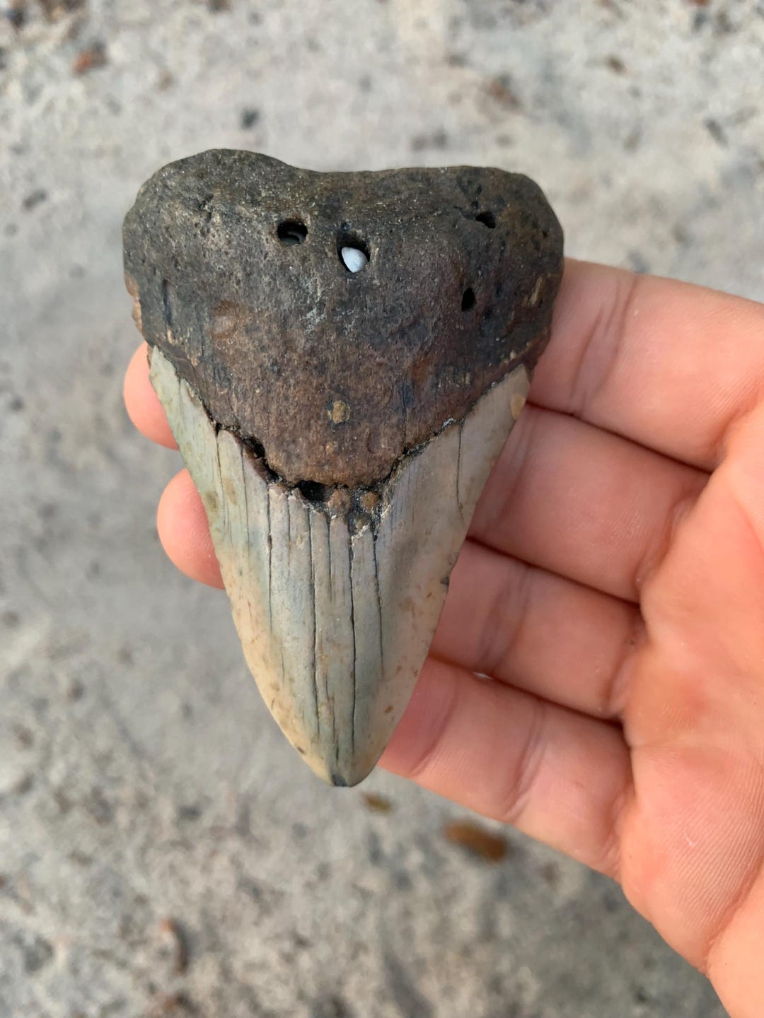 Megalodon Tooth - 3.14 Inches. Real Fossil Megalodon Shark Tooth ...